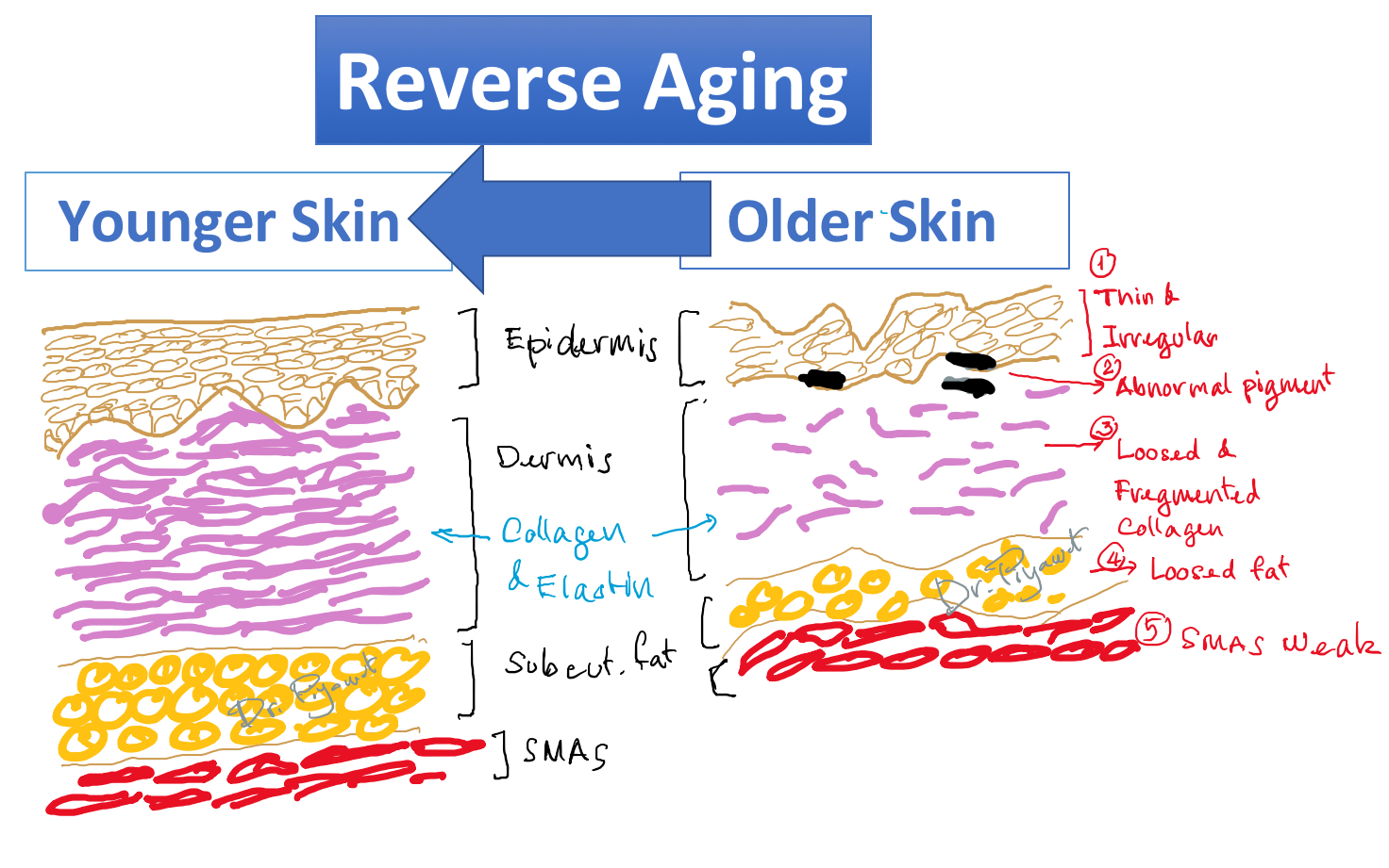 Reverse Aging - Piyawat Clinic